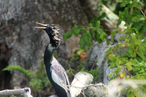 Commodore bird | Etsy