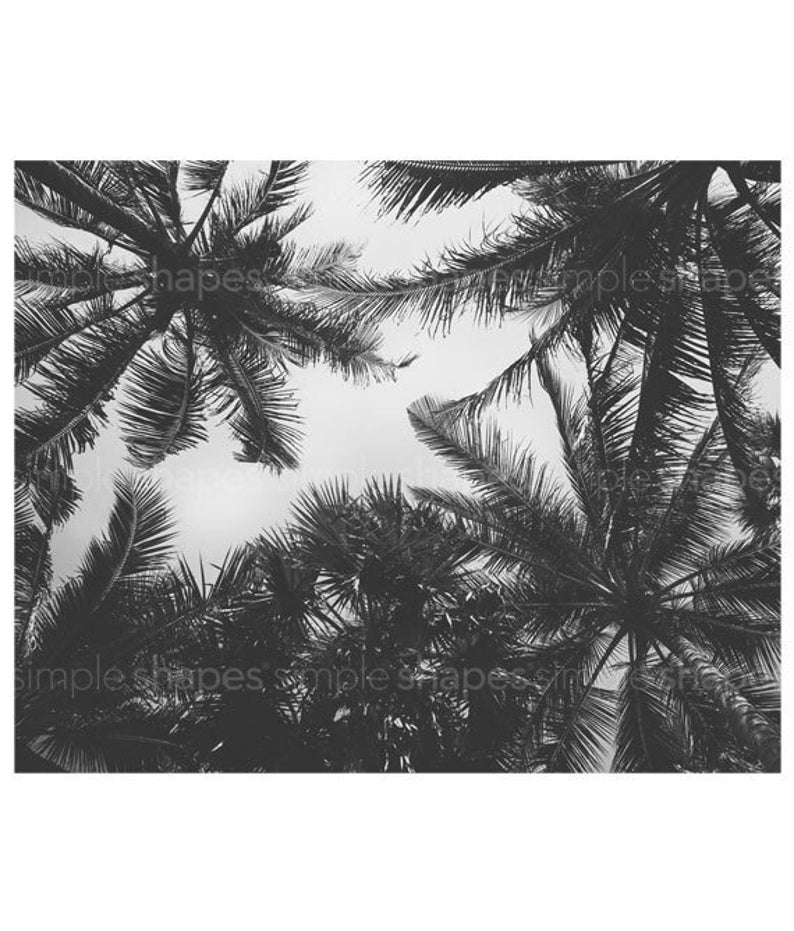 Palm Tree Wall Mural: Oversize Grayscale Photo, Peel & Stick or ...