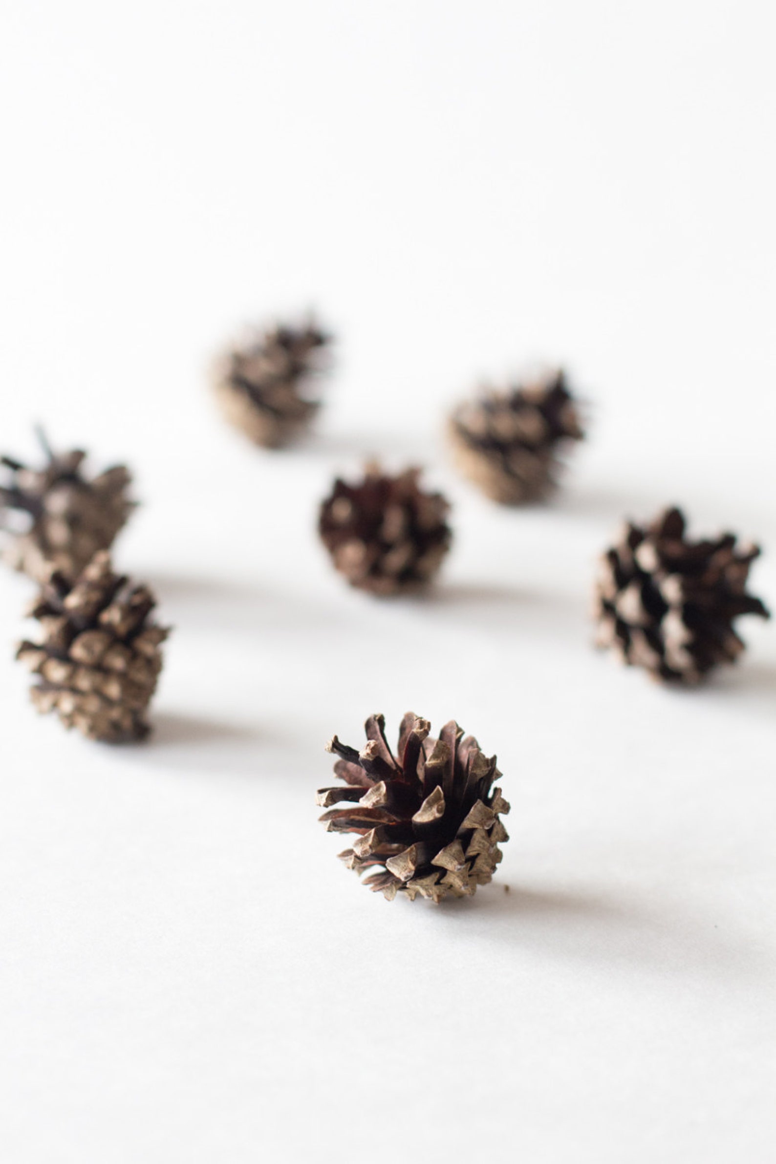 Adorable Miniature Natural Pine Cones (150) - Untreated - Ontario ...