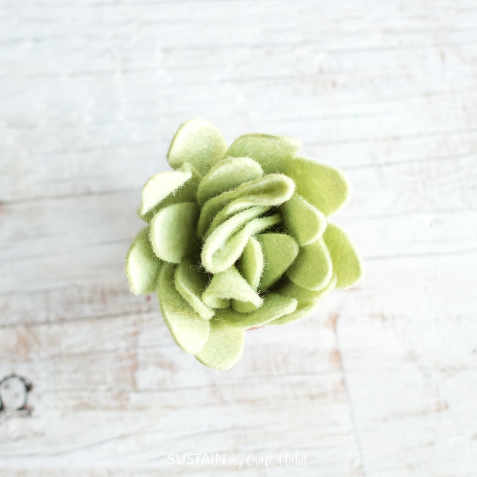 Succulent PATTERN Cutting Template 5 No-sew Felt or Paper | Etsy