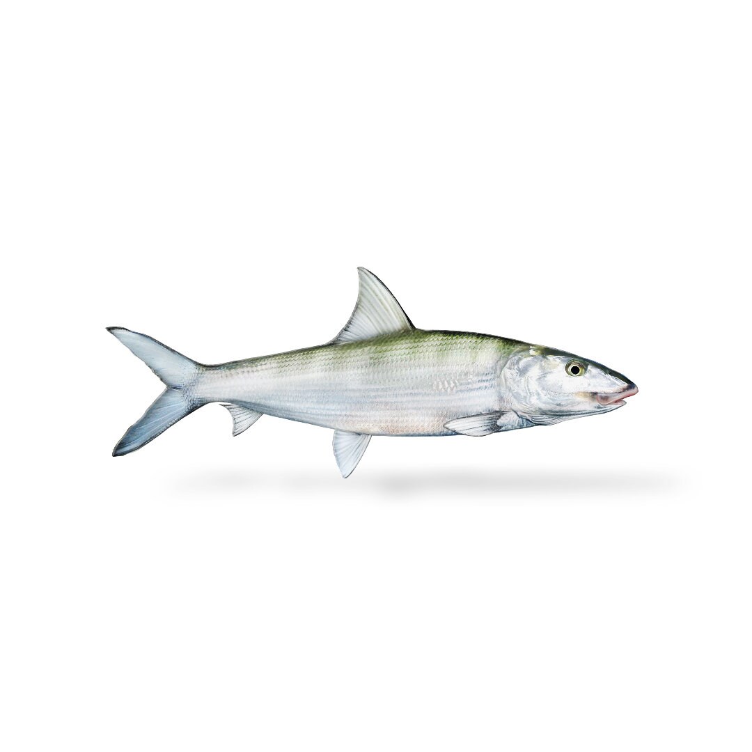Bonefish, Bonefish Decal, Bonefish Sticker - Etsy