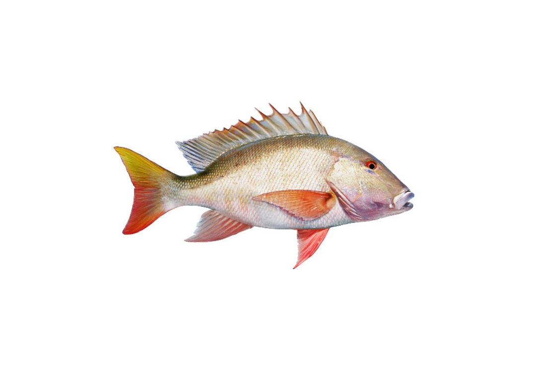 Mutton Snapper, Mutton Snapper Decal, Mutton Snapper Sticker - Etsy