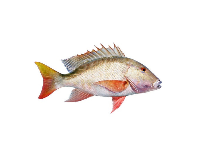 Red Snapper, Red Snapper Decal, Red Snapper Sticker - Etsy