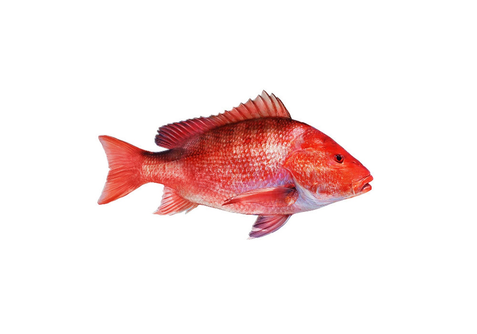 Red Snapper, Red Snapper Decal, Red Snapper Sticker - Etsy