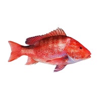 Red Snapper, Red Snapper Decal, Red Snapper Sticker - Etsy