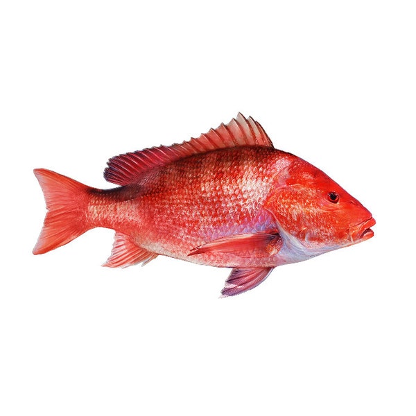 Red Snapper, Red Snapper Decal, Red Snapper Sticker - Etsy