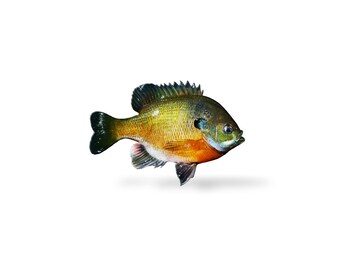Bluegill Decal - Etsy
