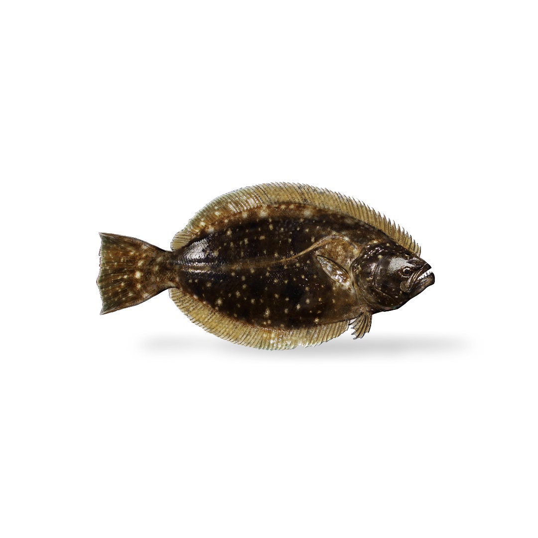 Flounder, Flounder Decal, Flouder Sticker - Etsy