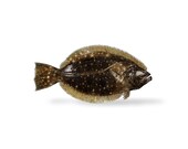 Flounder Flounder Decal Flouder Sticker - Etsy