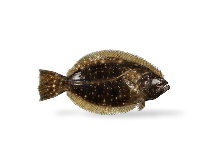 Flounder, Flounder Decal, Flouder Sticker - Etsy