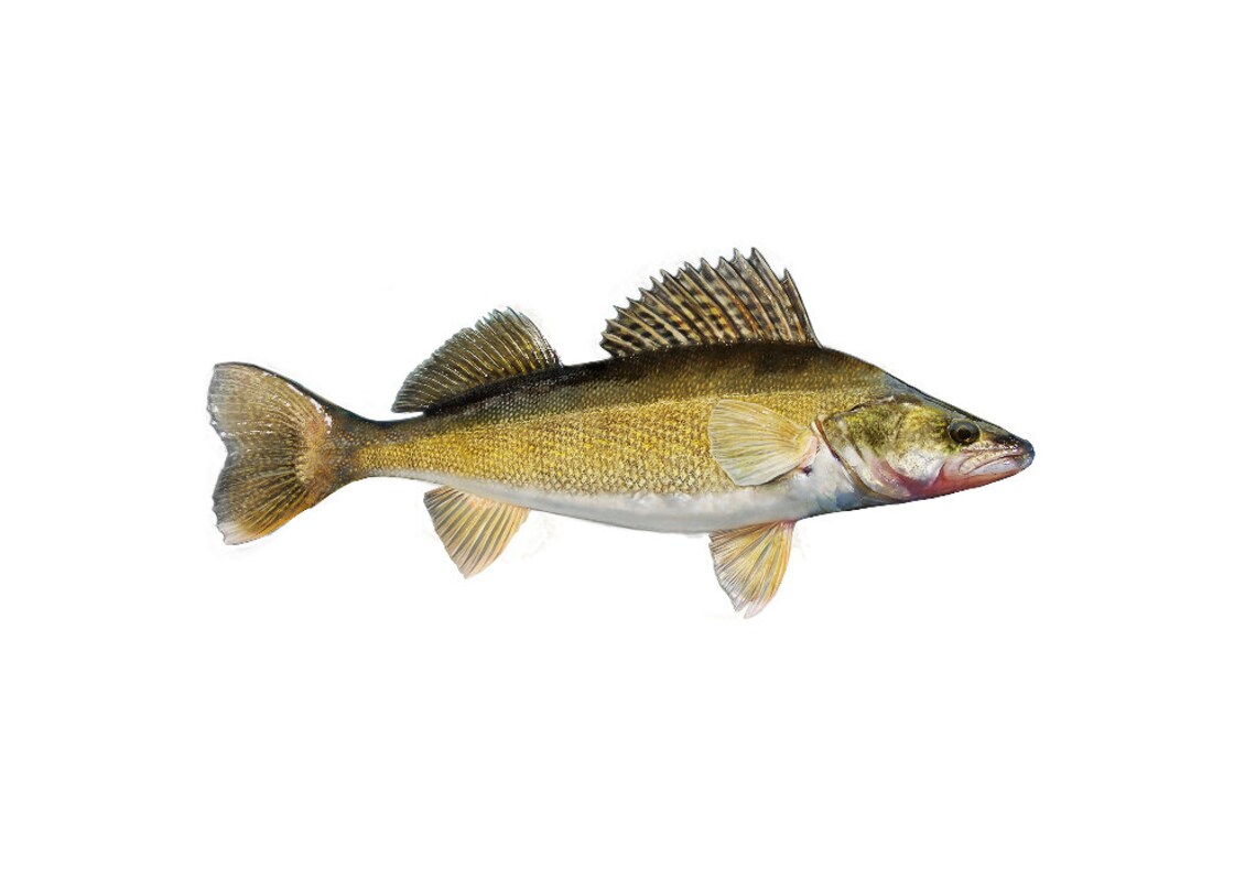 Walleye Walleye Decal Walleye Sticker - Etsy