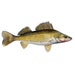 Yellow Perch Decal, Yellow Perch Sticker, Yellow Perch - Etsy