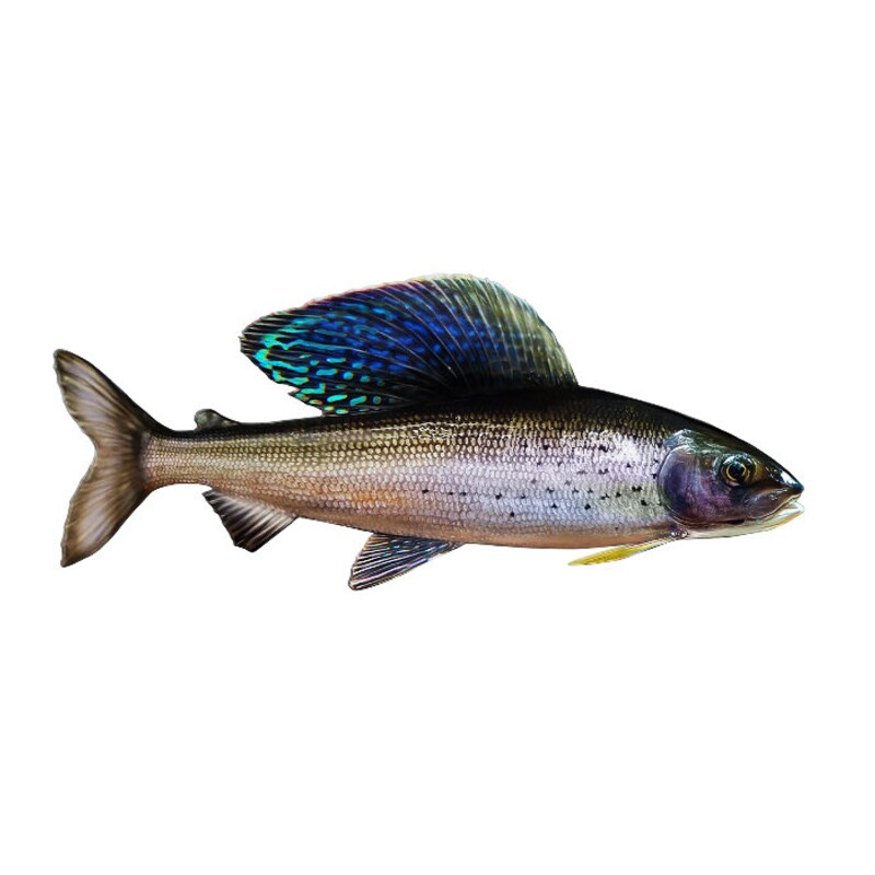 Grayling - Etsy