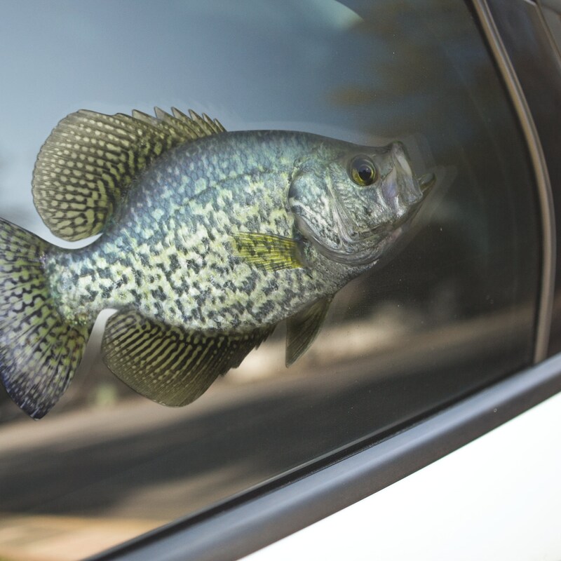 Crappie Svg - Etsy