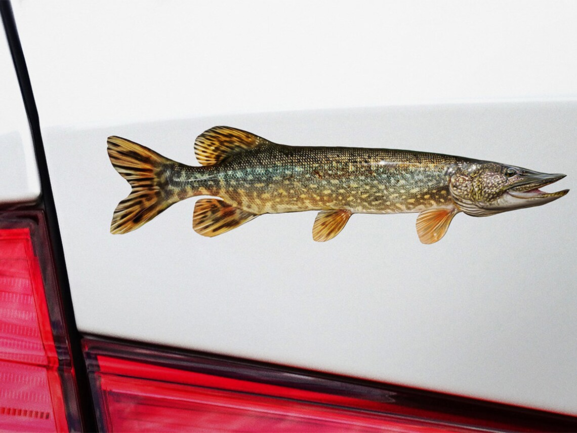 Northern Pike Decal, Northern Pike Sticker, Northern Pike - Etsy