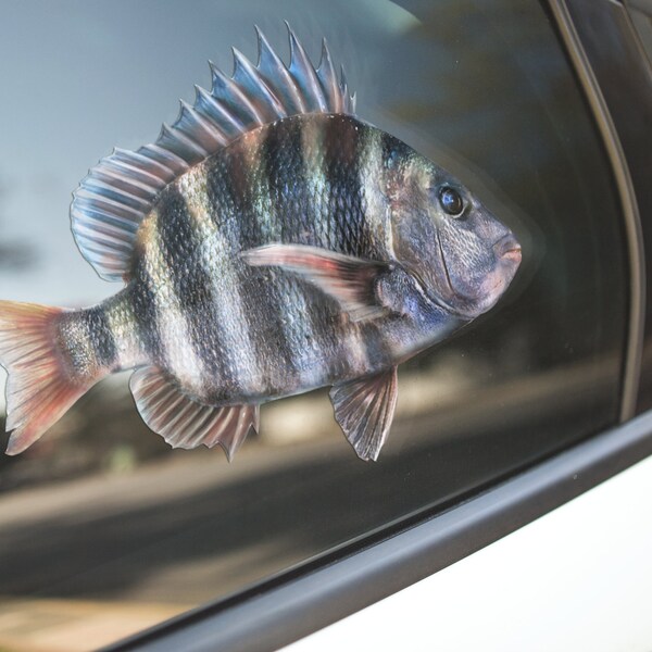 Sheepshead - Etsy