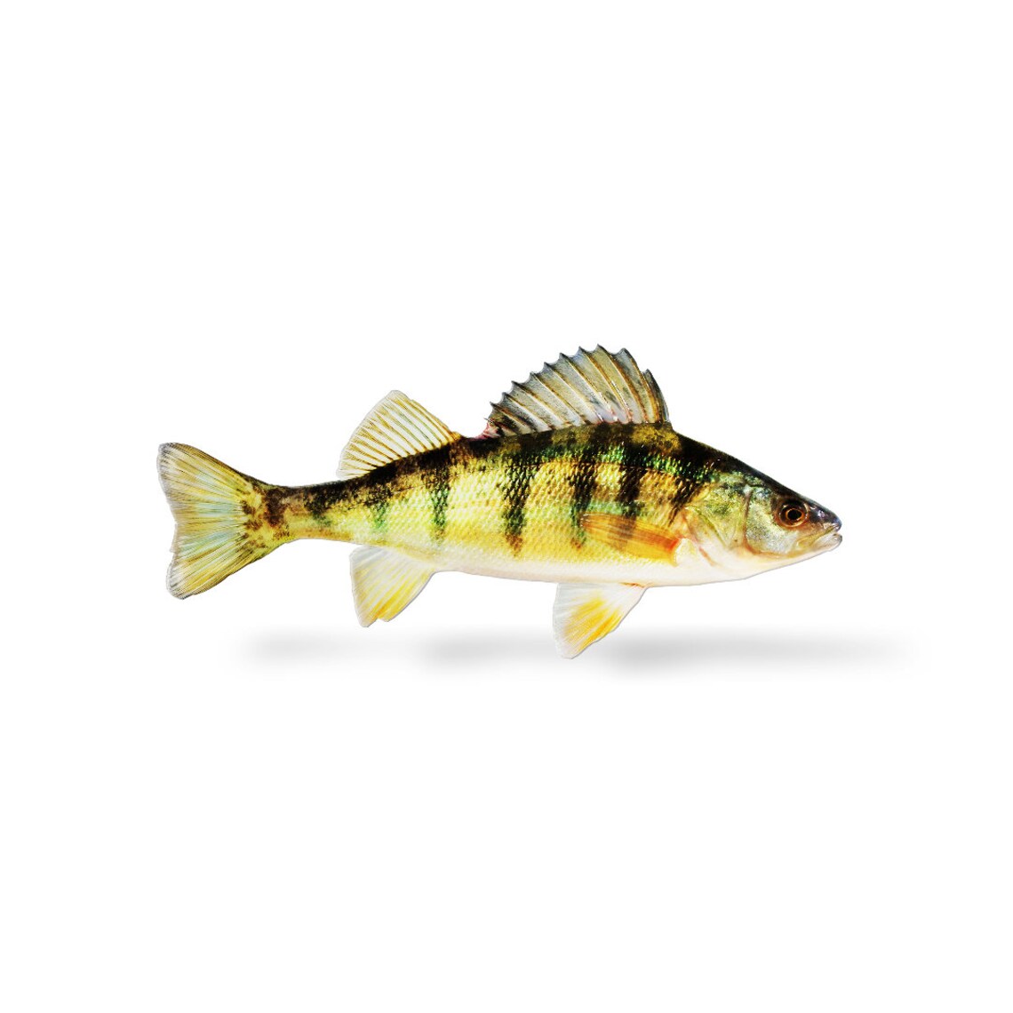 Yellow Perch Decal, Yellow Perch Sticker, Yellow Perch - Etsy