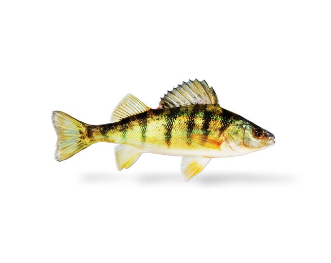 Yellow Perch Decal, Yellow Perch Sticker, Yellow Perch - Etsy