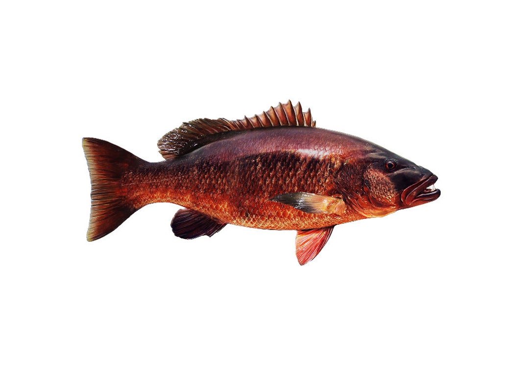 Cubera Snapper, Cubera Snapper Decal, Cubera Snapper Sticker - Etsy