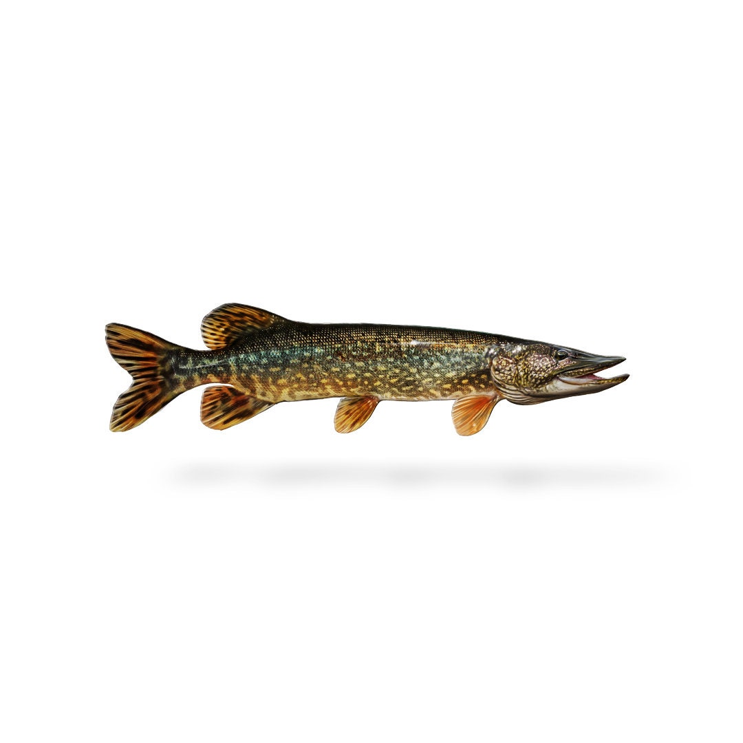 Northern Pike Decal, Northern Pike Sticker, Northern Pike - Etsy
