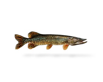Northern Pike Sticker - Etsy