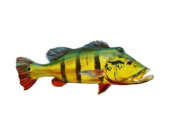 Peacock Bass Sticker - Etsy