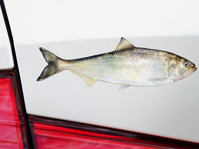 Shad Shad Decal Shad Sticker American Shad - Etsy