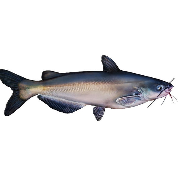 Blue Catfish - Etsy