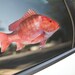 Red Snapper, Red Snapper Decal, Red Snapper Sticker - Etsy