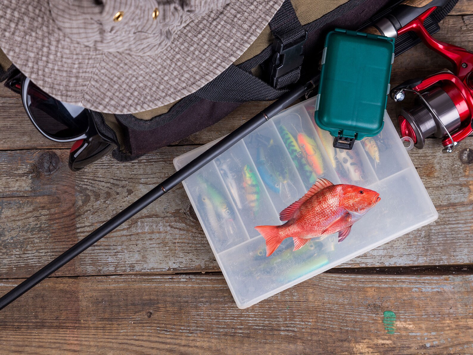 Red Snapper, Red Snapper Decal, Red Snapper Sticker - Etsy