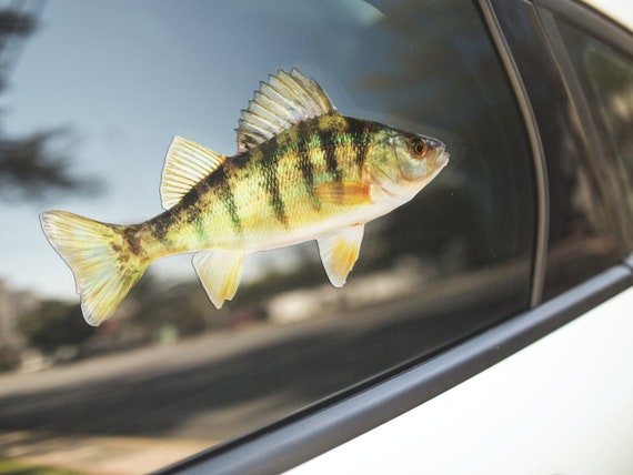 Yellow Perch Decal Yellow Perch Sticker Yellow Perch - Etsy