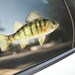 Yellow Perch Decal, Yellow Perch Sticker, Yellow Perch - Etsy