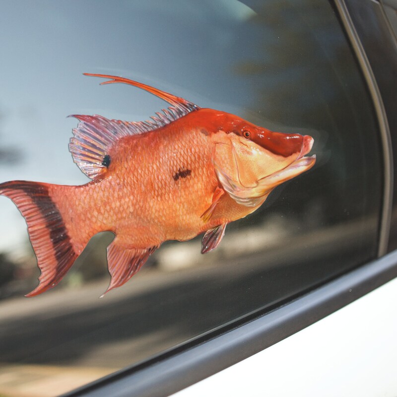 Hogfish - Etsy