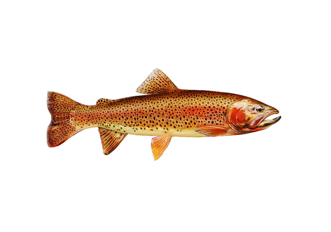 Cutthroat Trout, Cutthroat Trout Decal, Trout, Trout Decal, Cutthroat ...