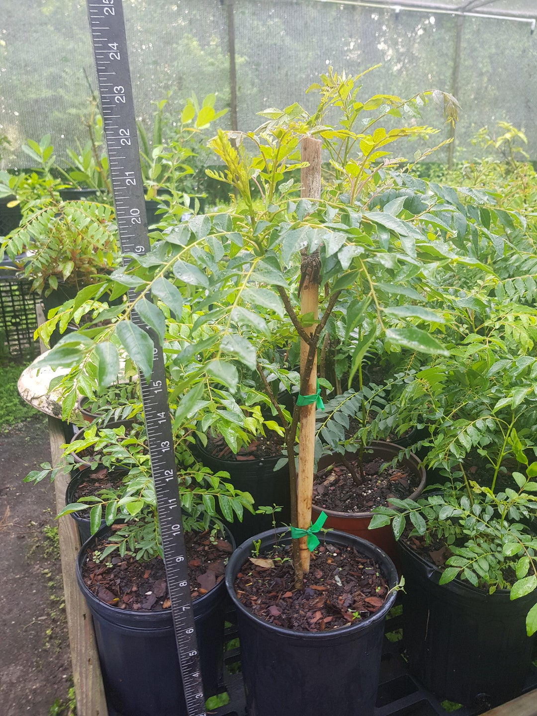 Sweet Neem/curry Leaf Plant - Etsy