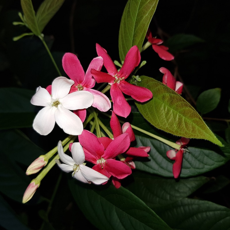 Red Creeper Plants - Etsy