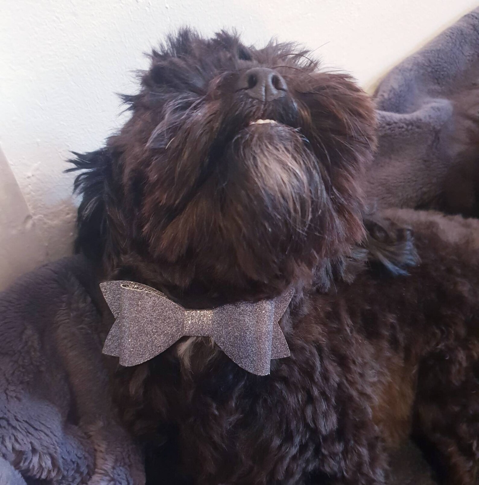 Christmas Dog Cracker Pet Cracker Pet Christmas Gift - Etsy UK