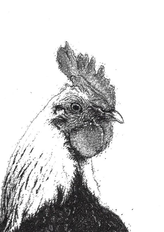 Chicken Animal Drawing