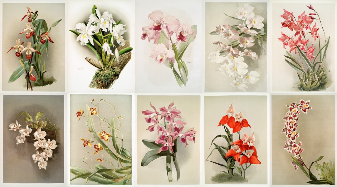 Orchids Package 6 H. G. Moon 10 Designs Printable 3 Sizes Each Included - Etsy