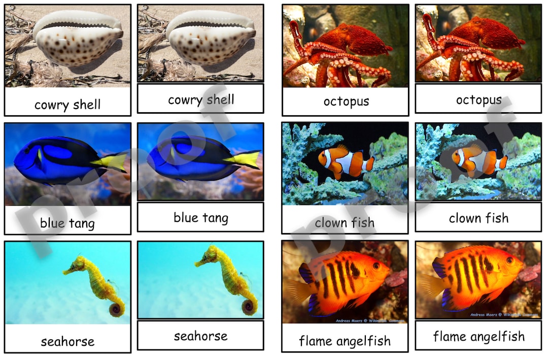 Coral Reef Safari Toob Montessori 3-part Cards -- Coral Reef Toob ...