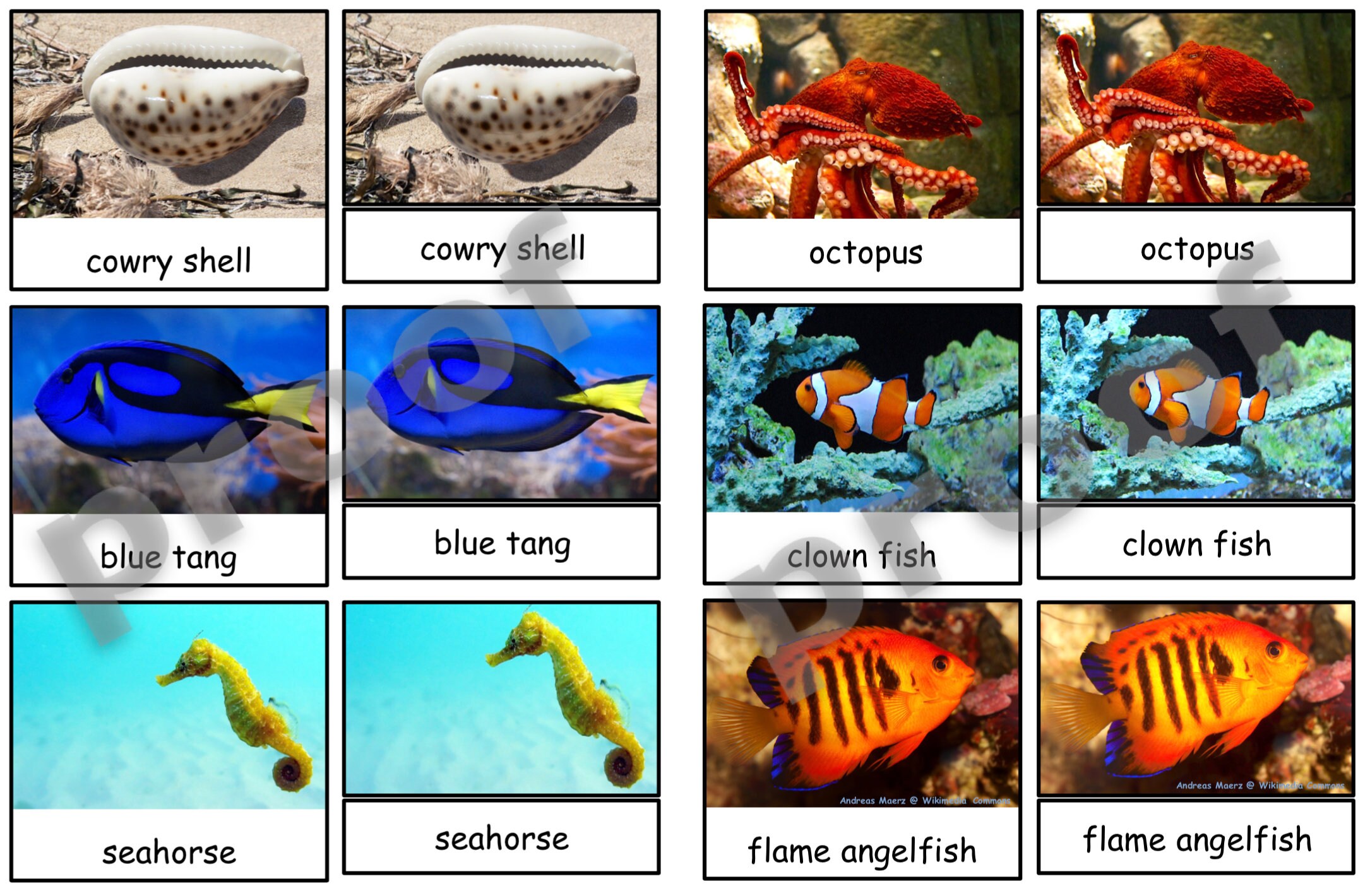 Coral Reef Safari Toob Montessori 3-part Cards -- Coral Reef Toob ...