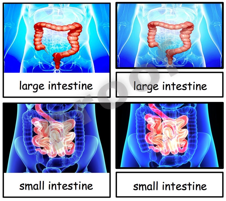 Human Organs Safari Toob Montessori 3-part Cards PDF File--human ...