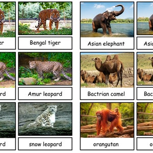 Animals of the Seven Continents Montessori 3-part Cards PDF ...