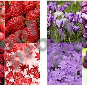 Montessori Colors Sorting Activity--primary and Secondary Colors--color ...