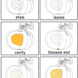 Parts of a Pumpkin PDF Diagram, 3-part Cards and Coloring Booklet ...