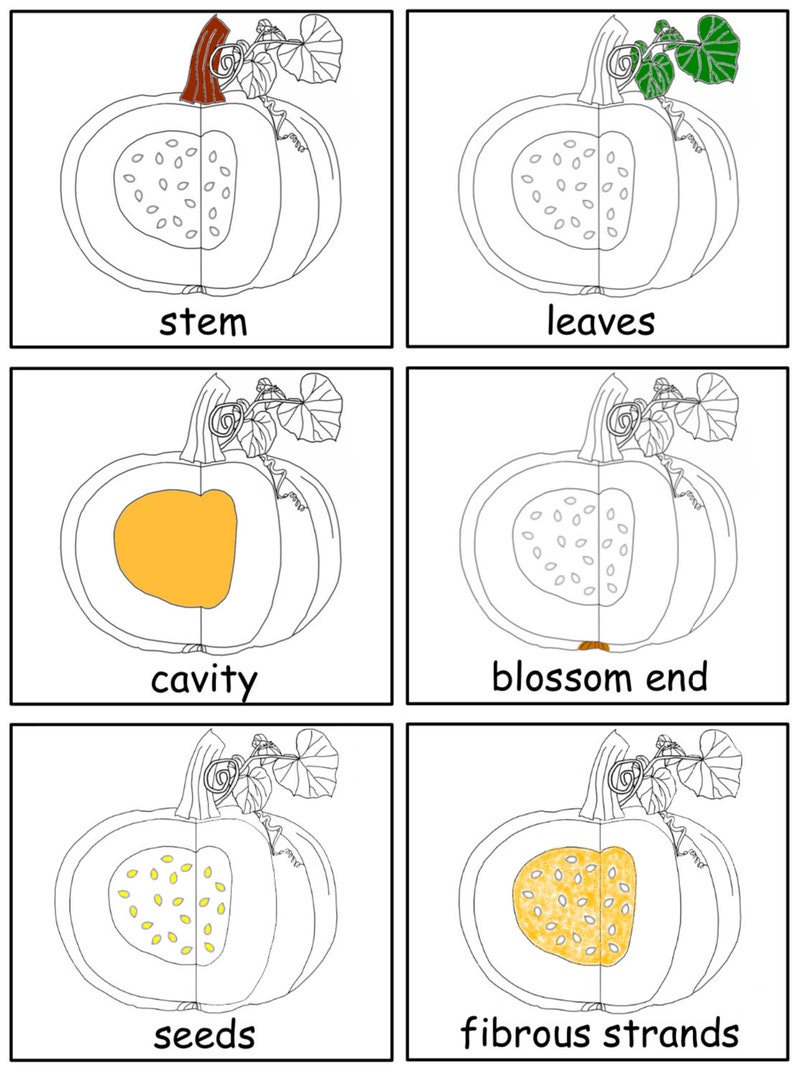 Diagrama en PDF de las partes de una calabaza, tarjetas de 3 partes y ...