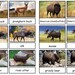Animals of the Seven Continents Montessori 3-part Cards PDF ...