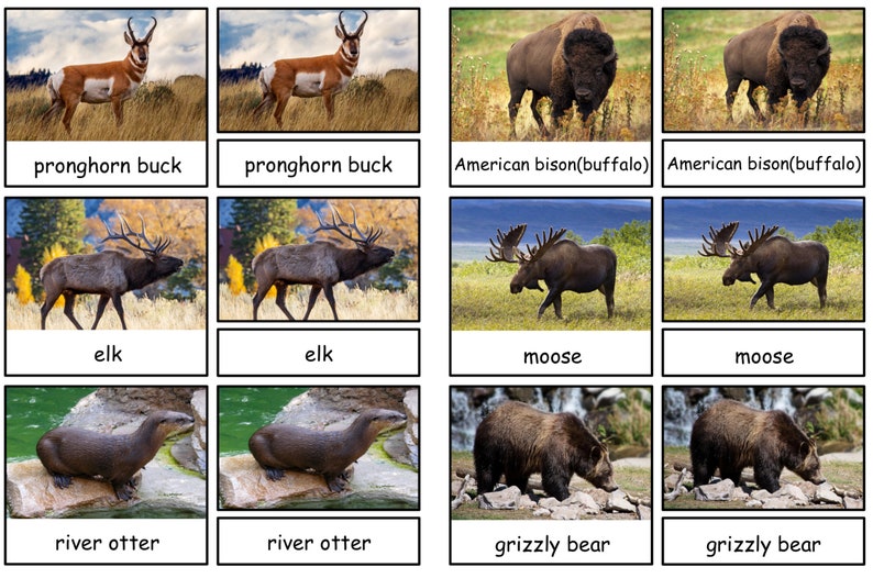 Animals of the Seven Continents Montessori 3-part cards PDF | Etsy