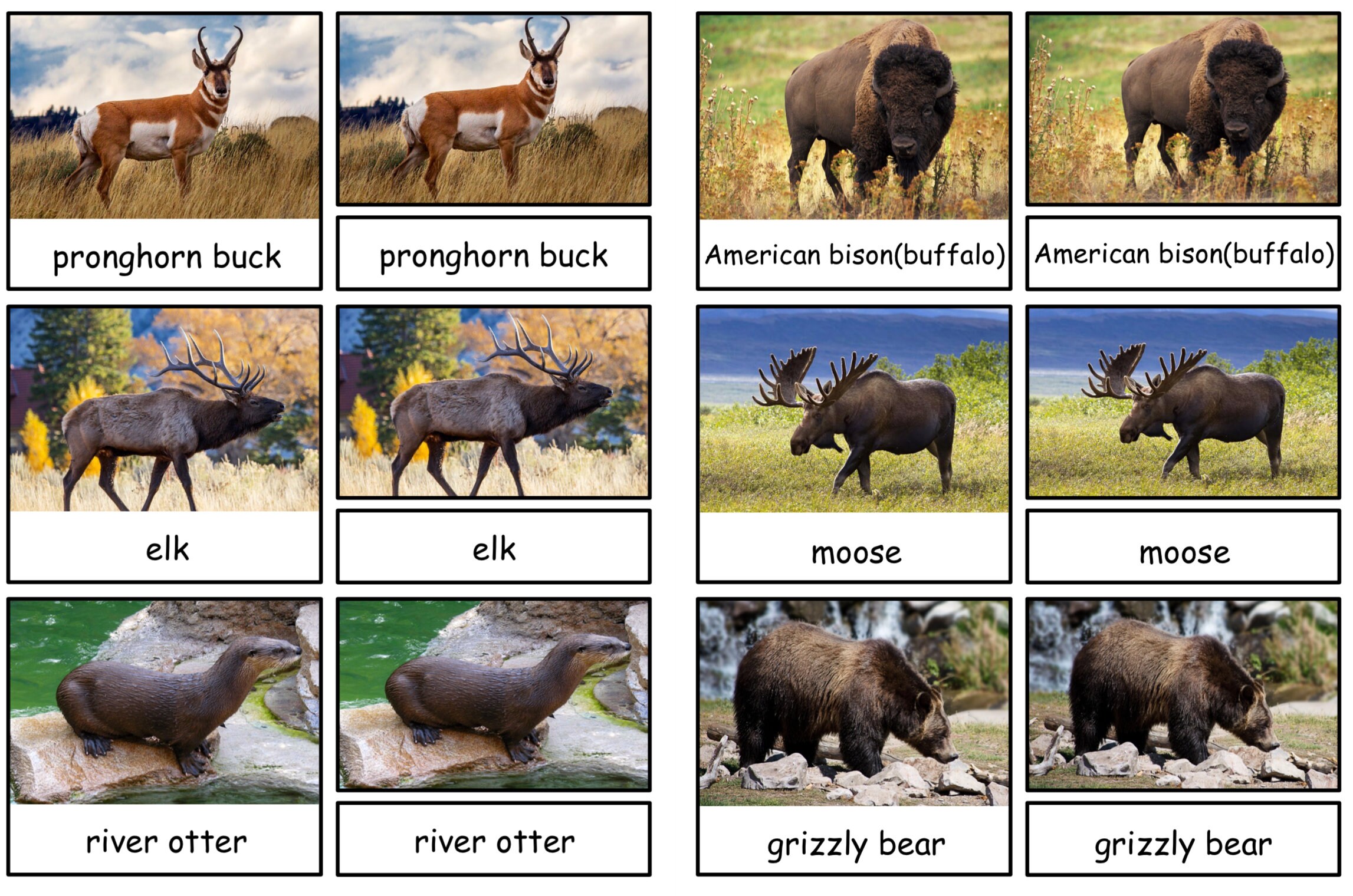 Animals of the Seven Continents Montessori 3-part Cards PDF ...