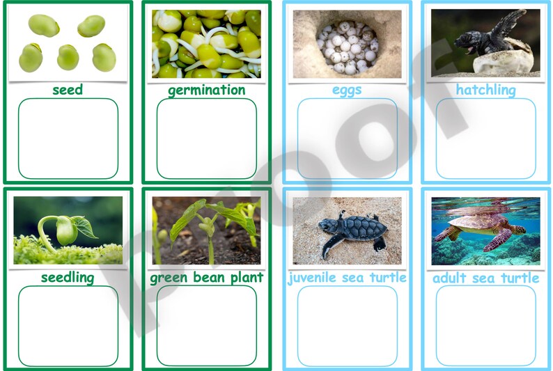 Life Cycle Match Bundlemontessori Life - Etsy